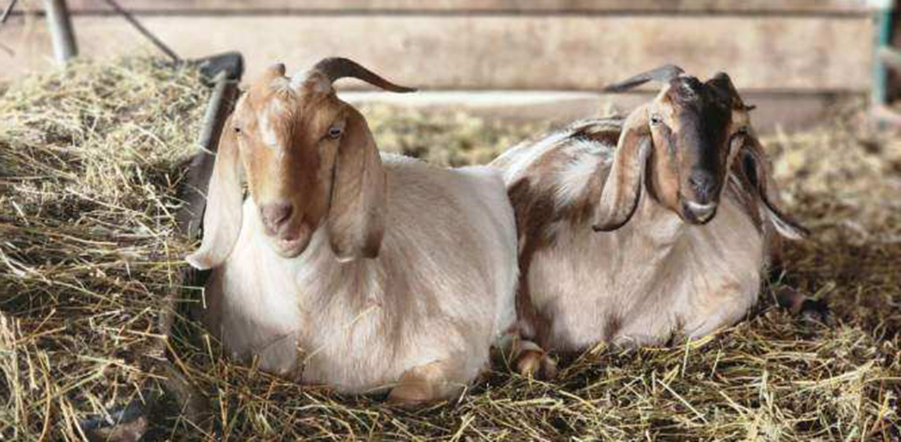 Petting Zoo & Animal Encounters at Sugar Ridge Farm
